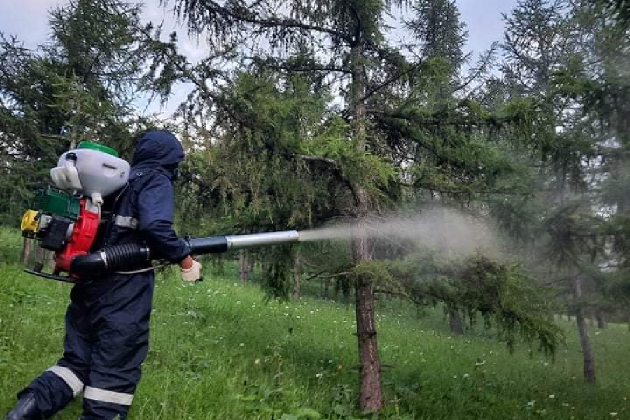 Нийслэлийн ногоон бүсийн ойн сангийн шавжийг устгаж байна