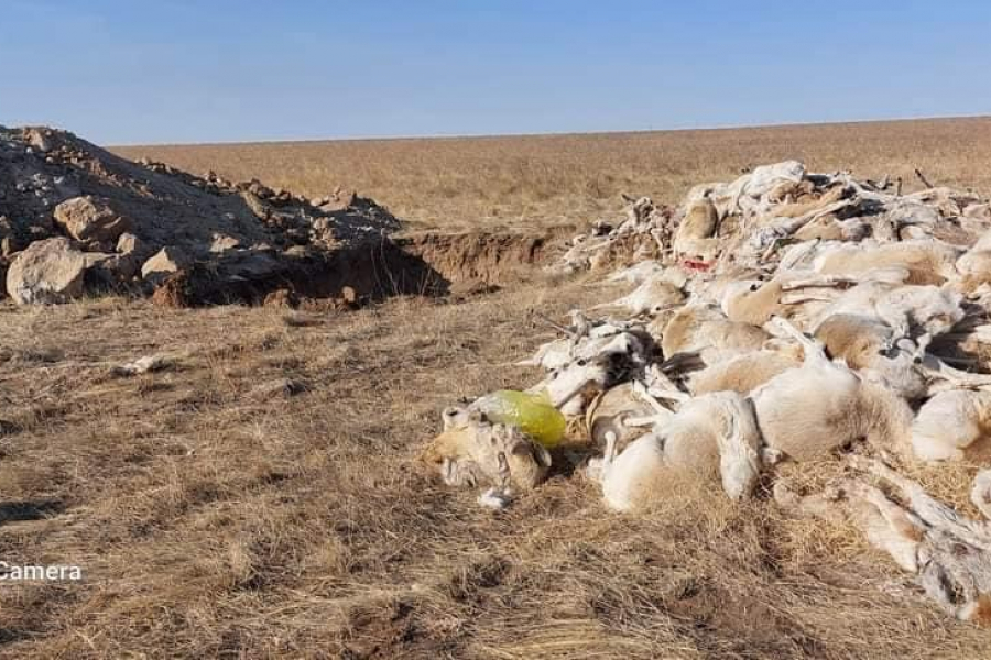 Химийн бодисонд хордож үхсэн их хэмжээний зээрийг нууцаар булж байжээ